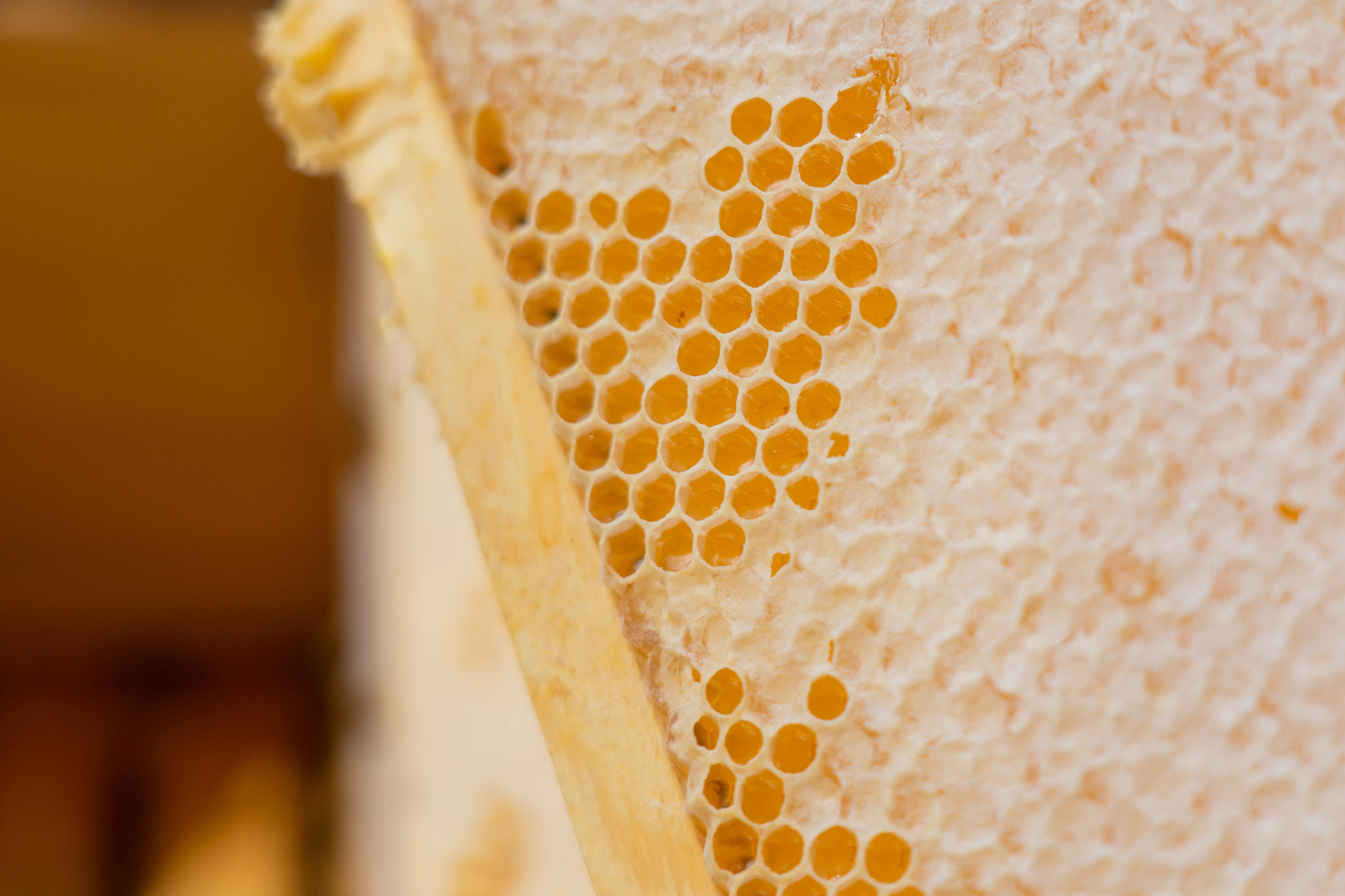 The sweet side of bee research | The ASU Family Hub