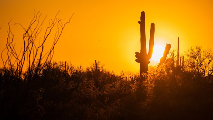 ASU professor says Phoenix is ground zero for | The ASU Family Hub
